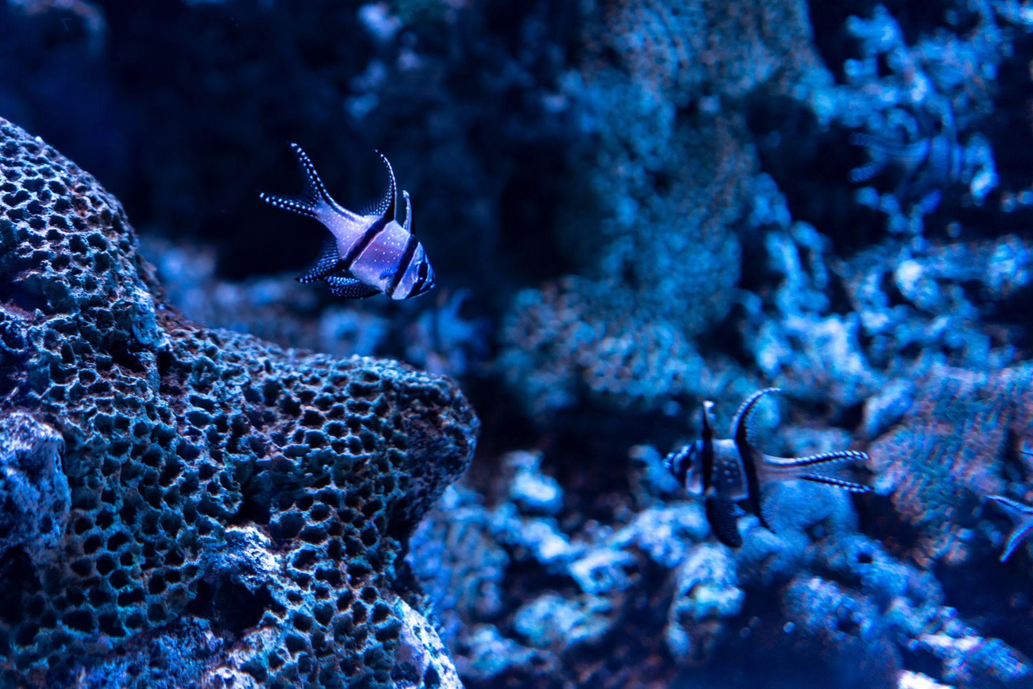Aquarium Lighting: How It Impacts Fish and Coral Health - Deep Ocean